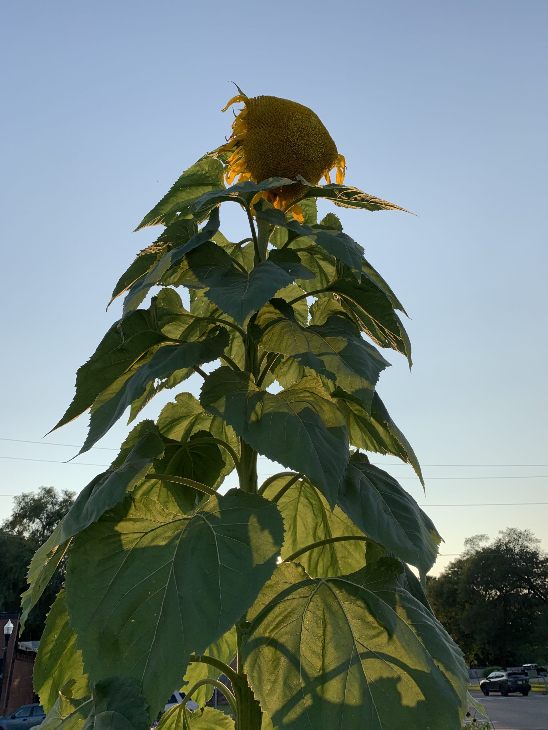 Downtown Community Garden - Village of Pinckney